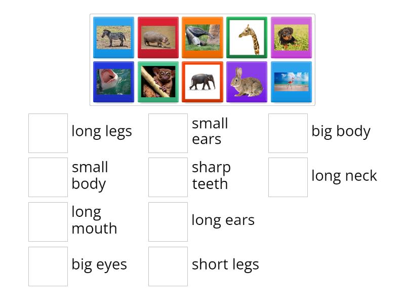 Animals body parts - adjectives - Associação
