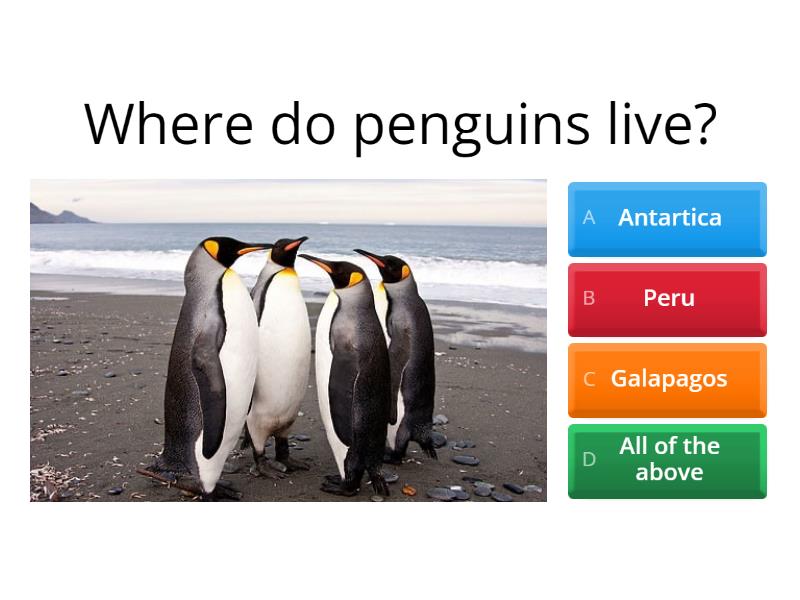Penguin - Quiz