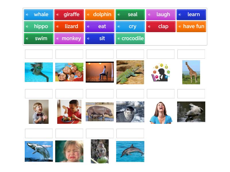 Spotlight 4 Module 4 Unit 7a Animals + sounds - Match up