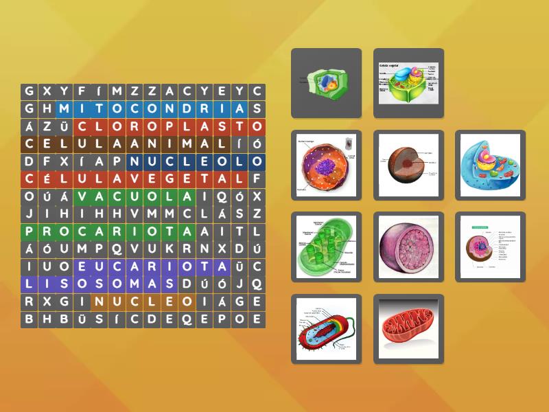 sopa de letras de la CELULA - Wordsearch