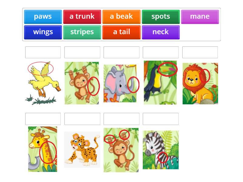 Wild Animals: Body Parts - Match up