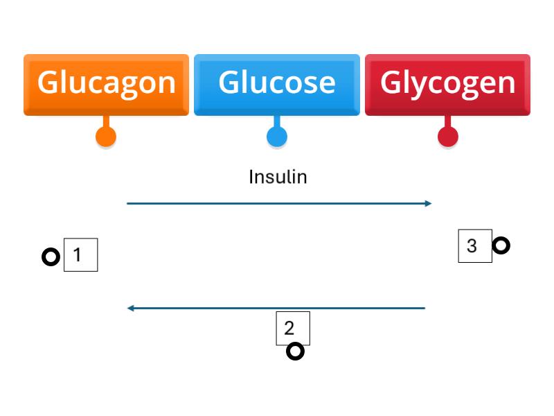 Blood glucose control - Labelled diagram