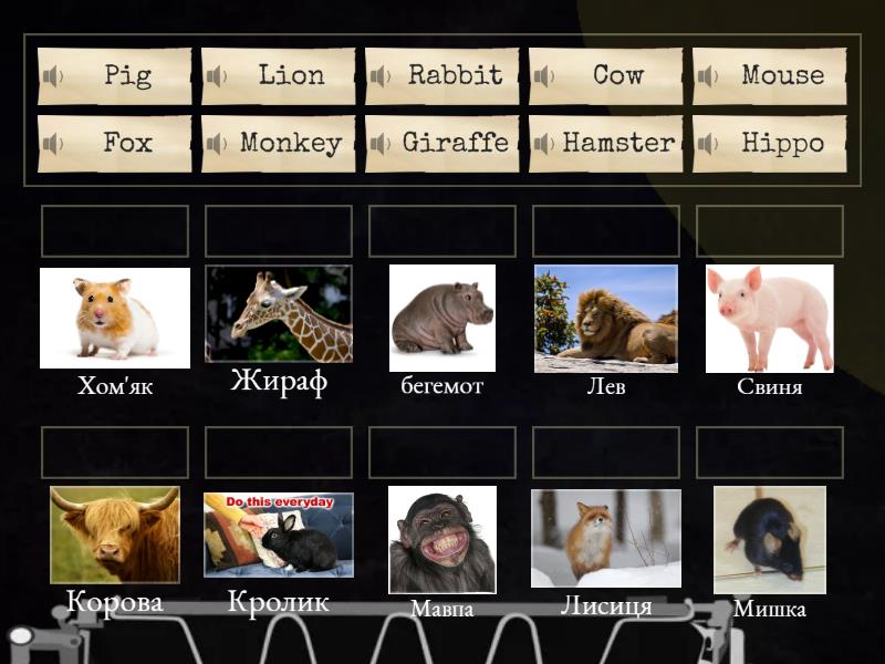Animal names - Match up
