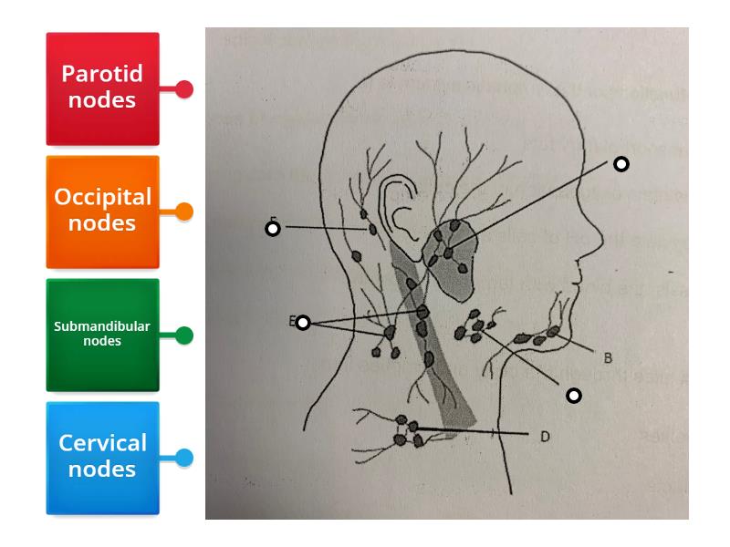 Lymph Nodes of the heads - Labelled diagram