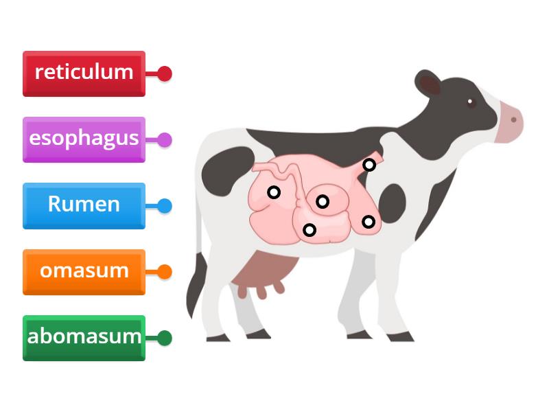 cattle stomach parts - Labelled diagram