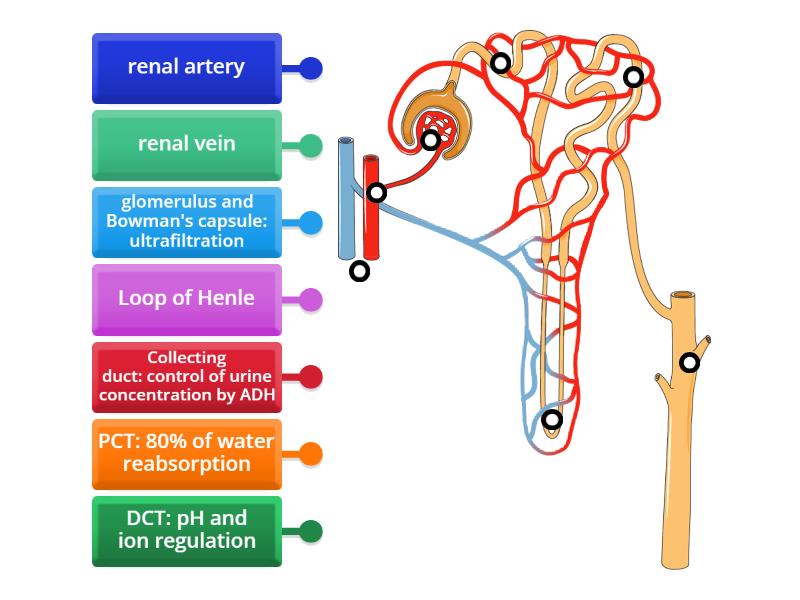 Nephron structure and function - Labelled diagram