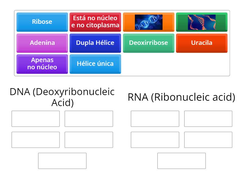 DNA vs. RNA - Group sort