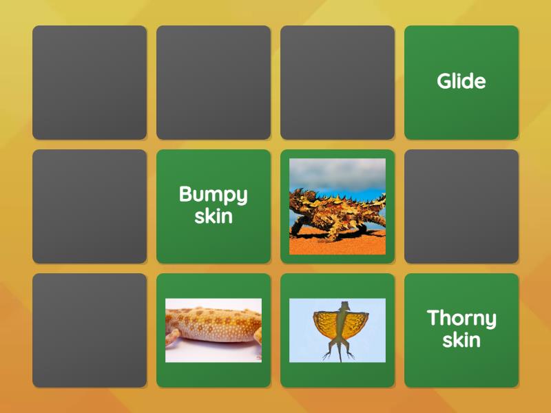 Lizards! - Matching pairs