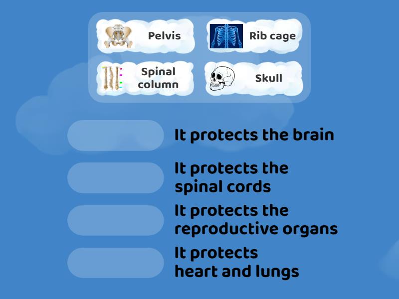 Protection of organs - Match up