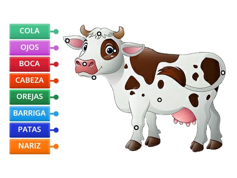 PARTES DEL CUERPO VACA - Labelled diagram