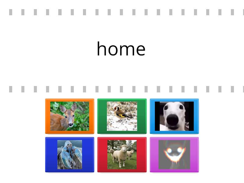 animal matching ( goofy ahh images ) - Cada oveja con su pareja