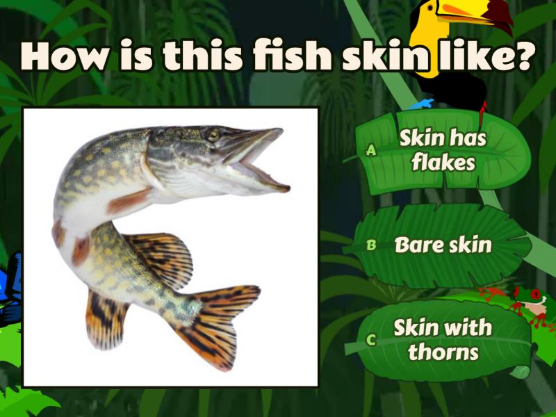 Types of fish - Quiz