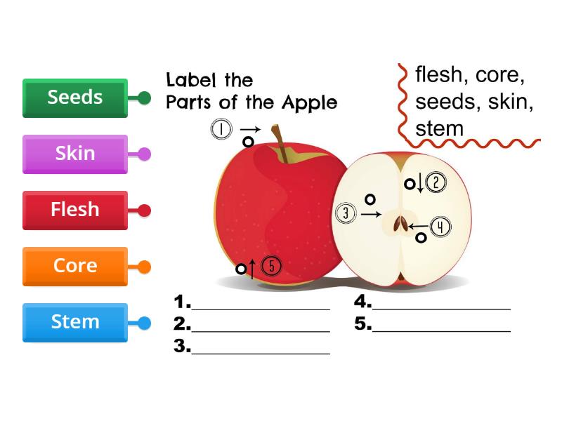 Parts of an apple. - Labelled diagram