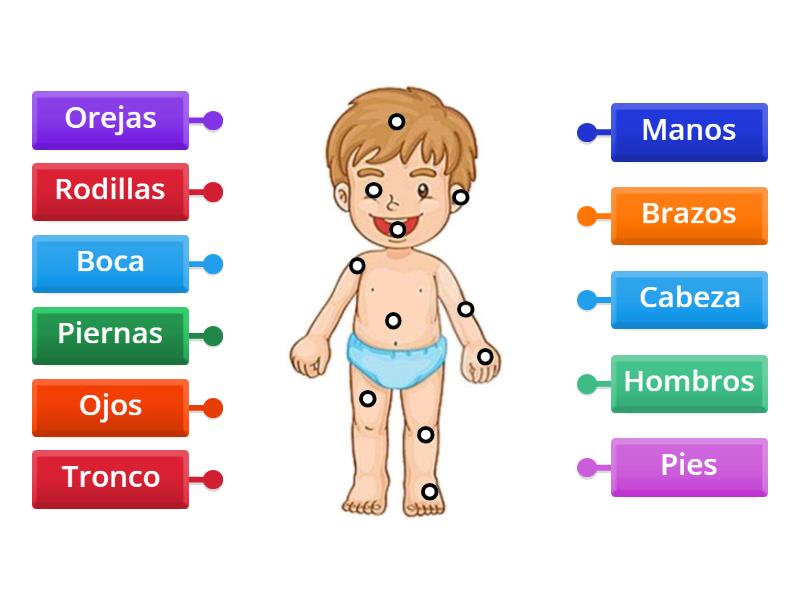 EXPLORO MI CUERPO. - Labelled diagram