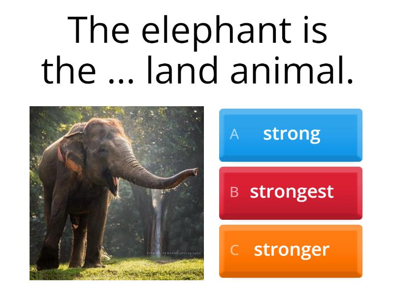 Superlatives - animals edition - Quiz