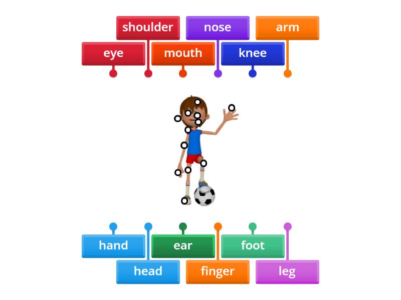 Body Parts Label Revision - Labelled diagram