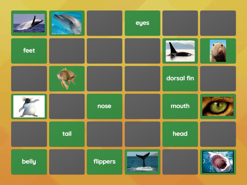 Sea animals body parts - Matching pairs