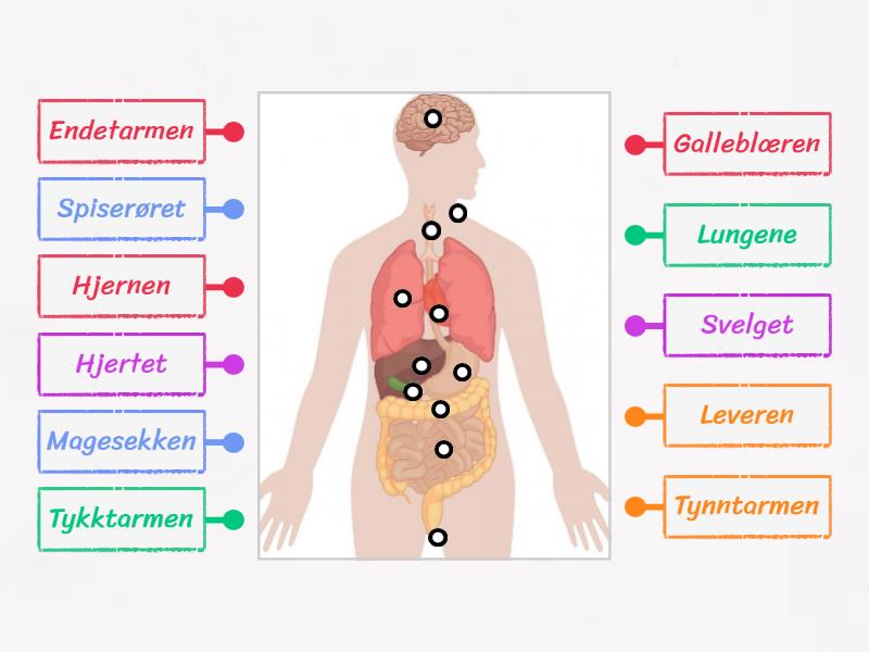Indre organer - Imagem com legenda