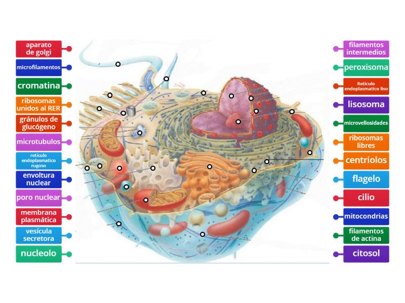 estructuras generales de la célula - Diagrama con etiquetas