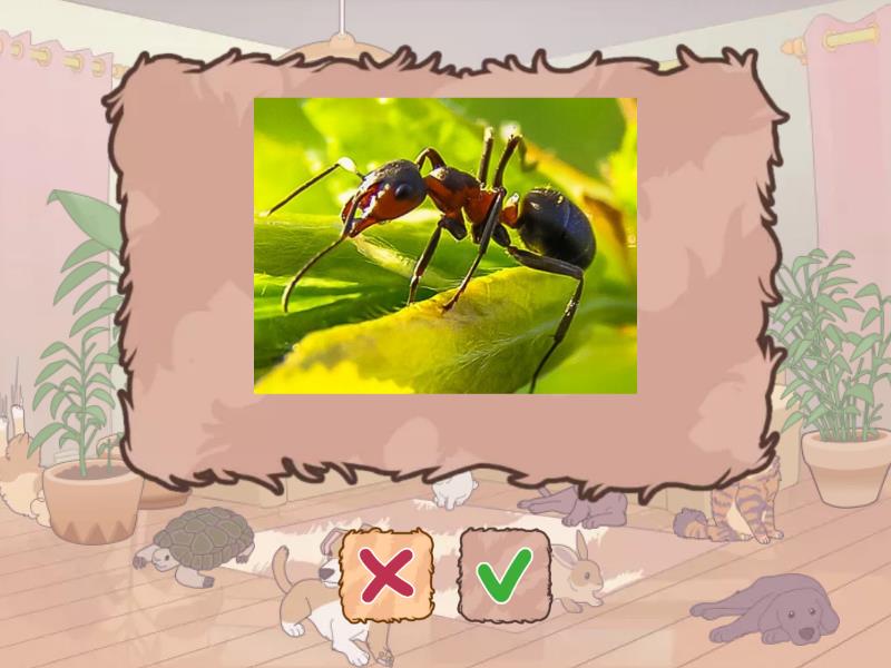 Insekten - Flash cards