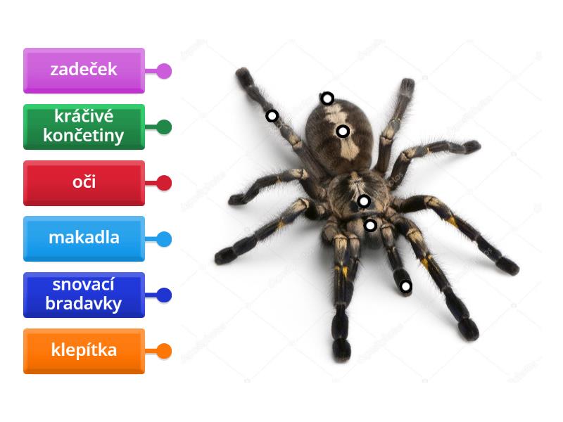 Popis pavouka - Labelled diagram