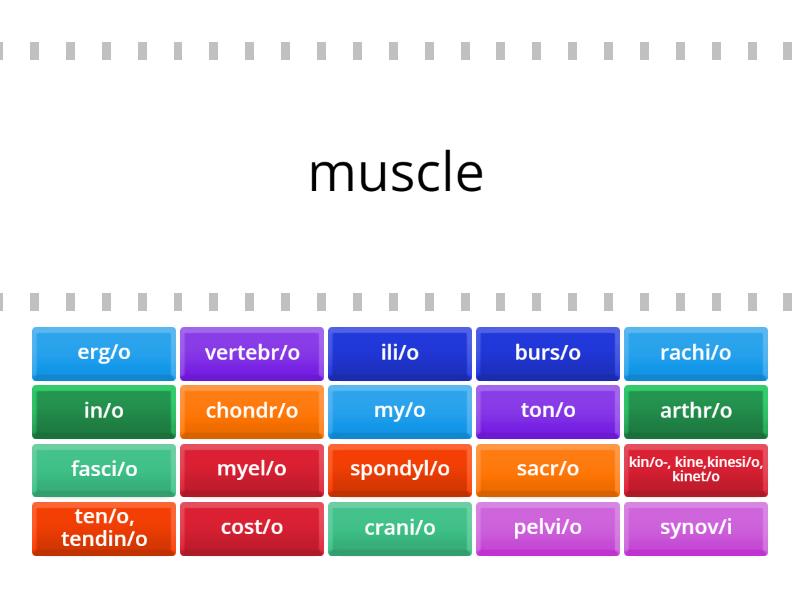 ROOTS OF MUSCLE - Find the match