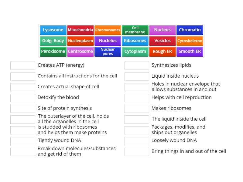 Animal Cell's Organelle's Functions - Match up