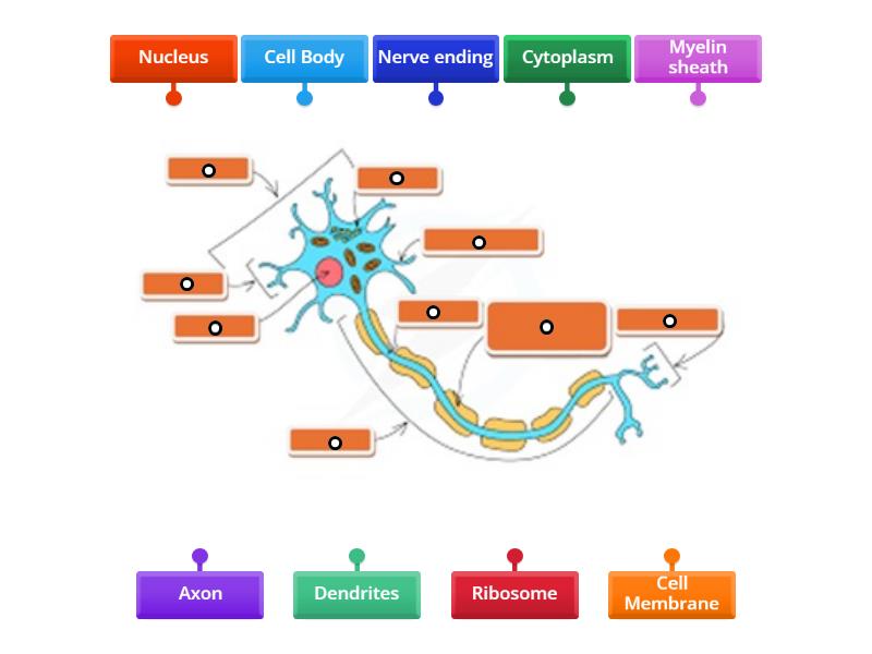 CAX KS4 Biol structure of a nerve - Labelled diagram