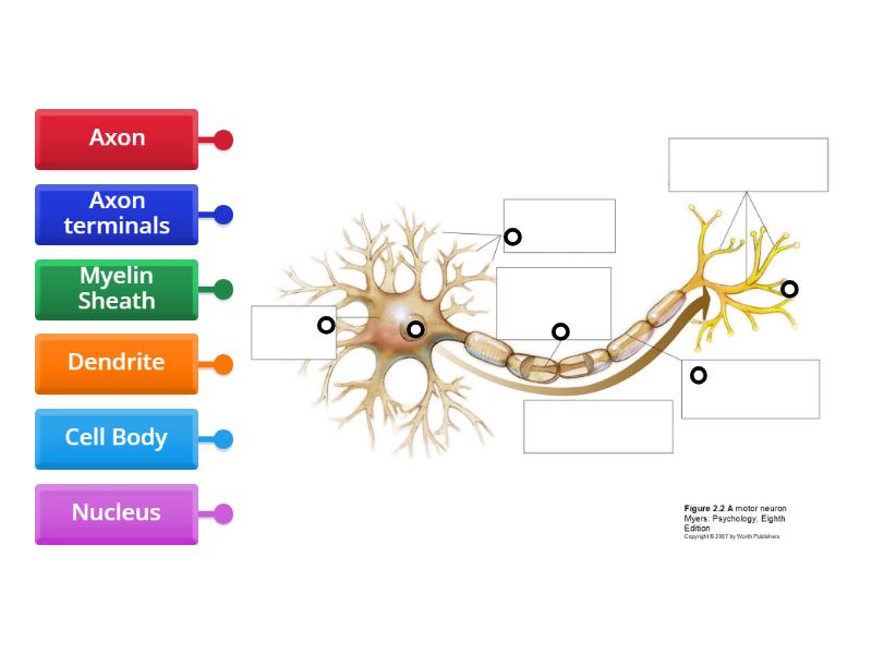 Label The Neuron - Labelled diagram