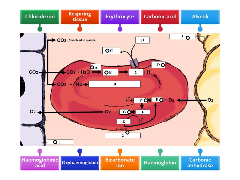 Transport of carbon dioxide - Labelled diagram
