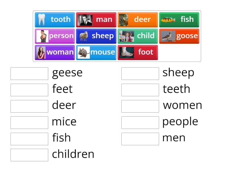 Irregular plural nouns - Match up