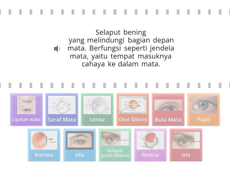 IPAS ( Game memasangkan Bagian-bagian Mata dengan definisi dan ...