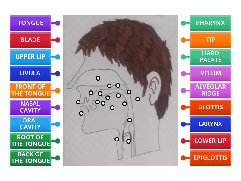 Phase 1: The Vocal Tract and Articulators - Labelled diagram