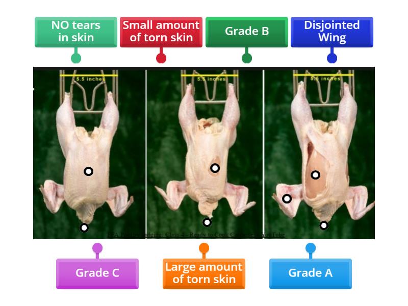 Carcass Judging - Labelled diagram