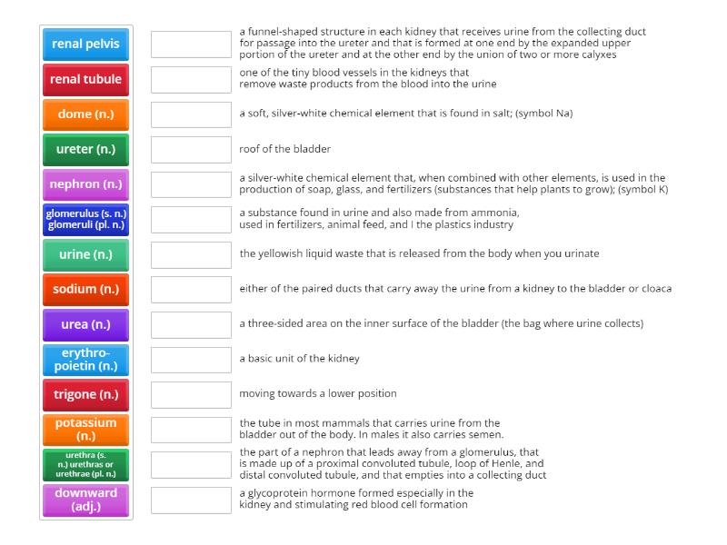 Anatomy of the Urinary System (Blocking/Active Vocabulary) - Match up