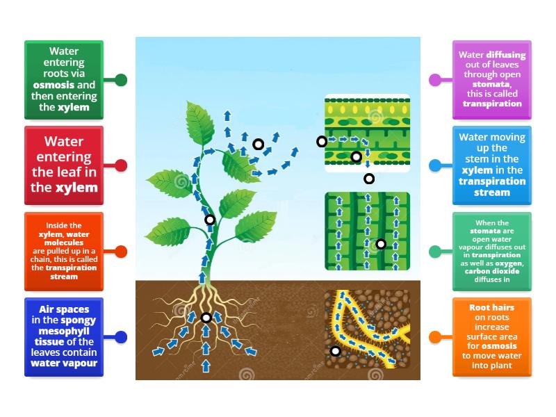 Transpiration image matching task - Labelled diagram