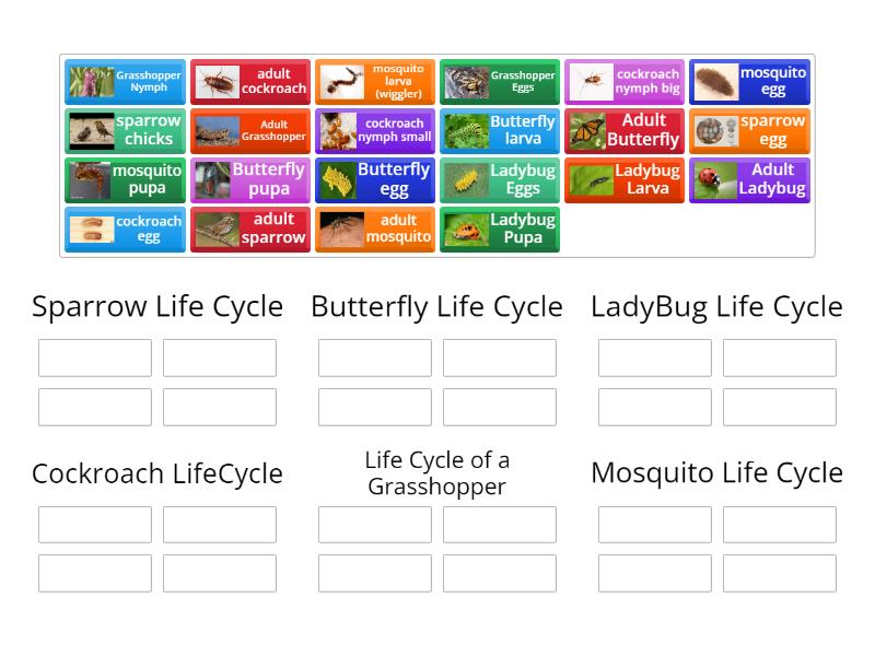 Life Cycle Sort - Group sort
