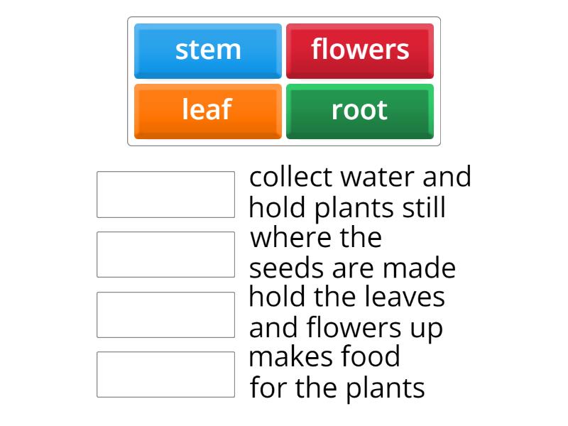 G1 - Parts of Plant - Match up