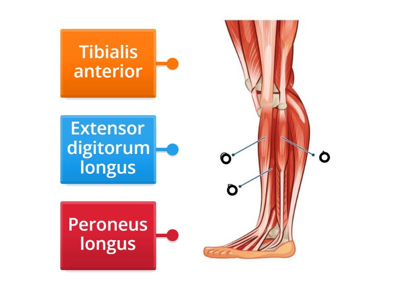 Muscles in the lower leg - Labelled diagram