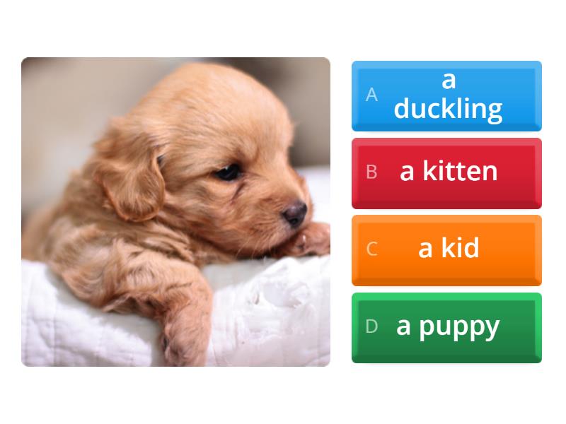 Baby animals - - Quiz