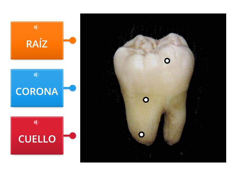 ESTRUCTURA EXTERNA DEL DIENTE - Labelled diagram