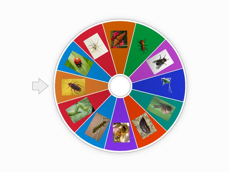 Ruleta insectos - Spin the wheel