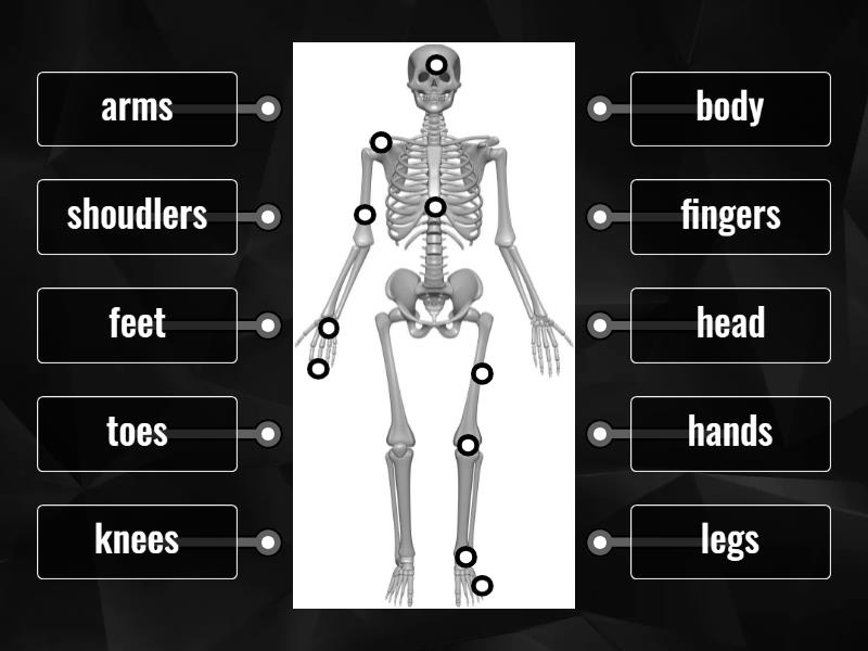 Skeleton, body parts - Labelled diagram