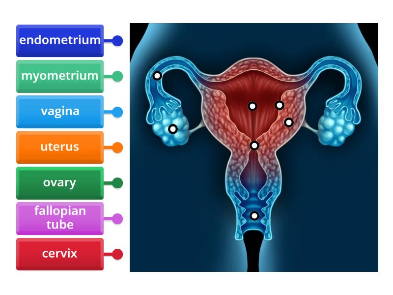 Female Reproductive System - Labelled diagram