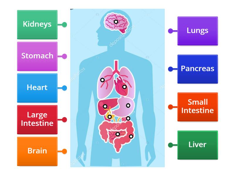Human Organs - Labelled diagram