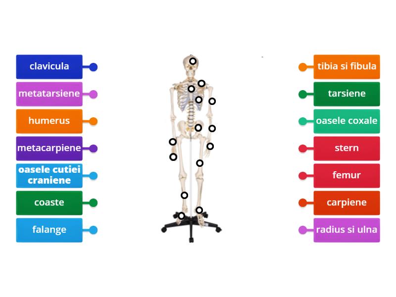 Scheletul uman - Labelled diagram
