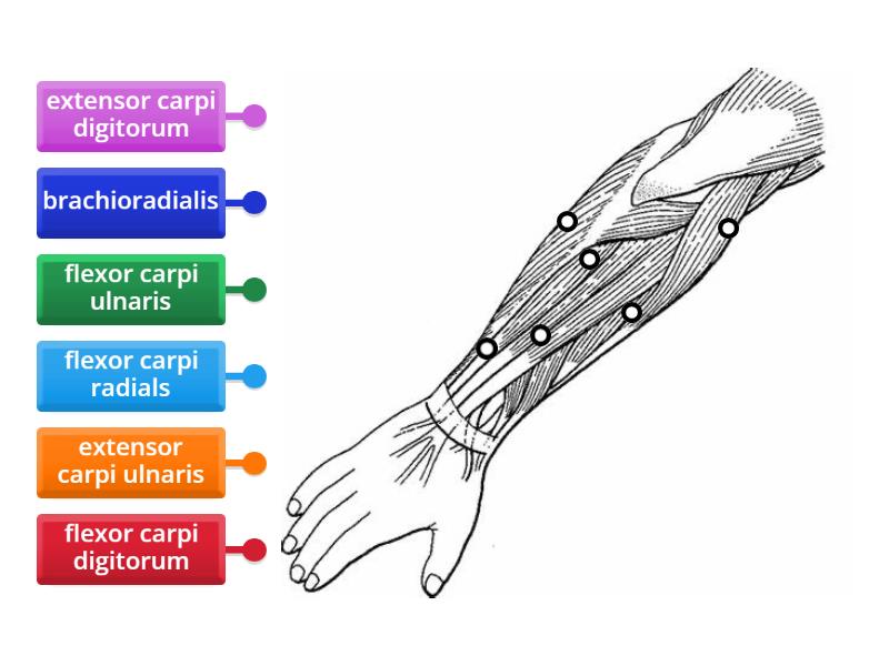 muscles of the arm - Labelled diagram