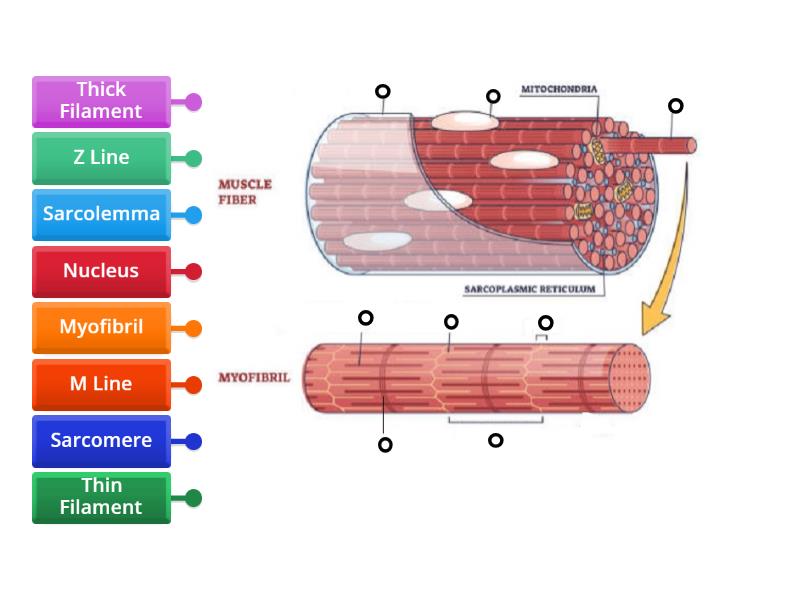 Skeletal Muscle Fiber Structure - Labelled diagram