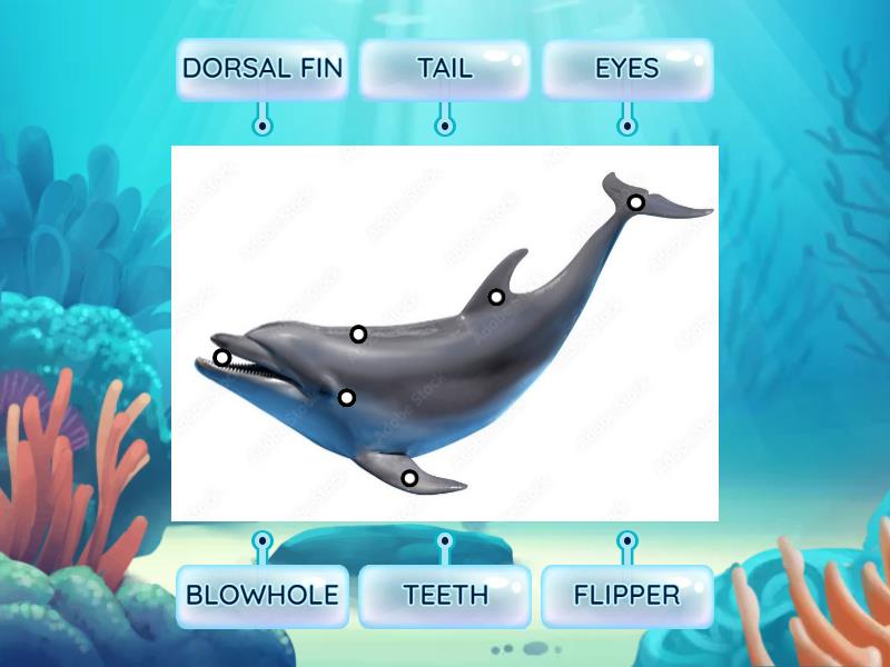 DOLPHIN BODY PARTS - Labelled diagram