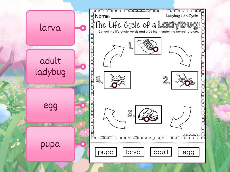 Life Cycle of a Ladybug - Labelled diagram